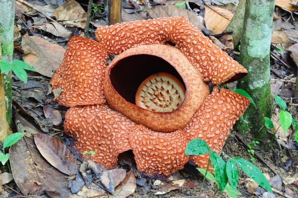 Get Spooky This Halloween with the Weirdest, Scariest Flowers ...