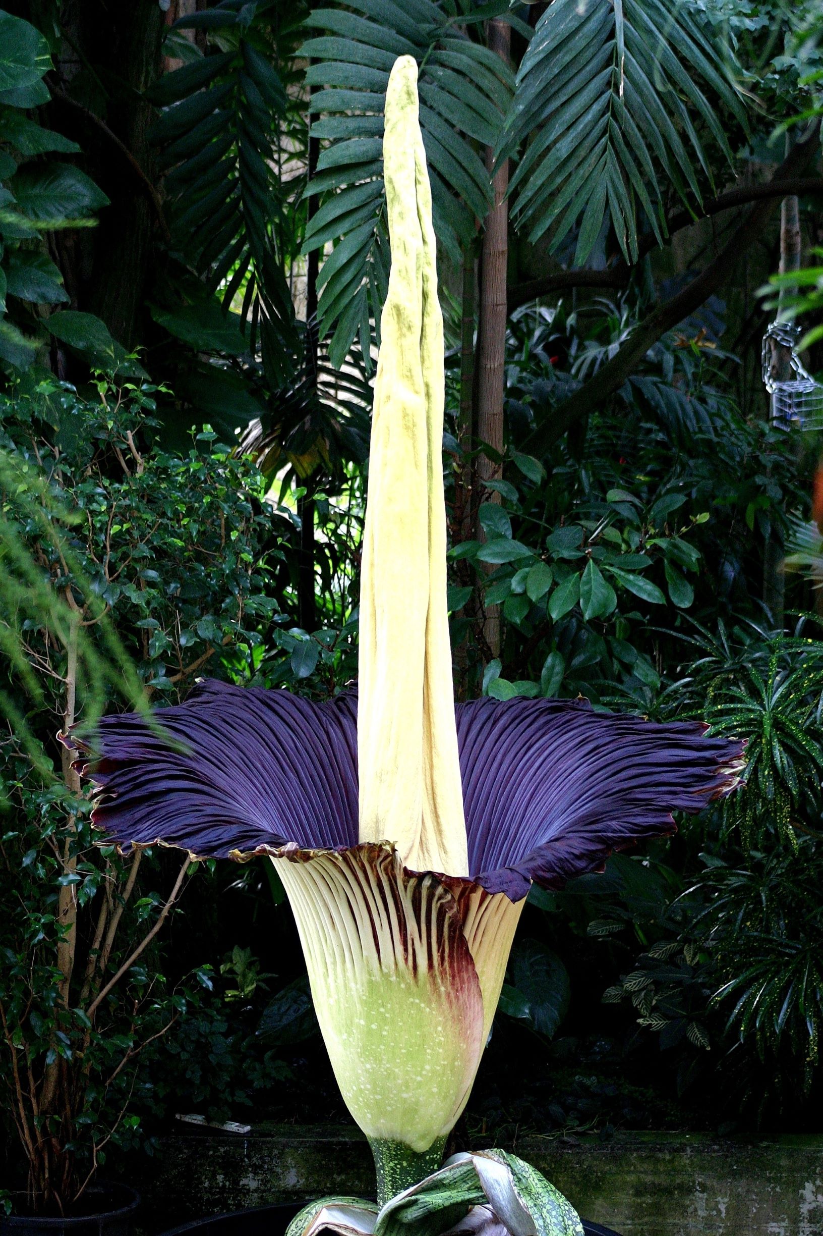 Get Spooky This Halloween with the Weirdest, Scariest Flowers ...