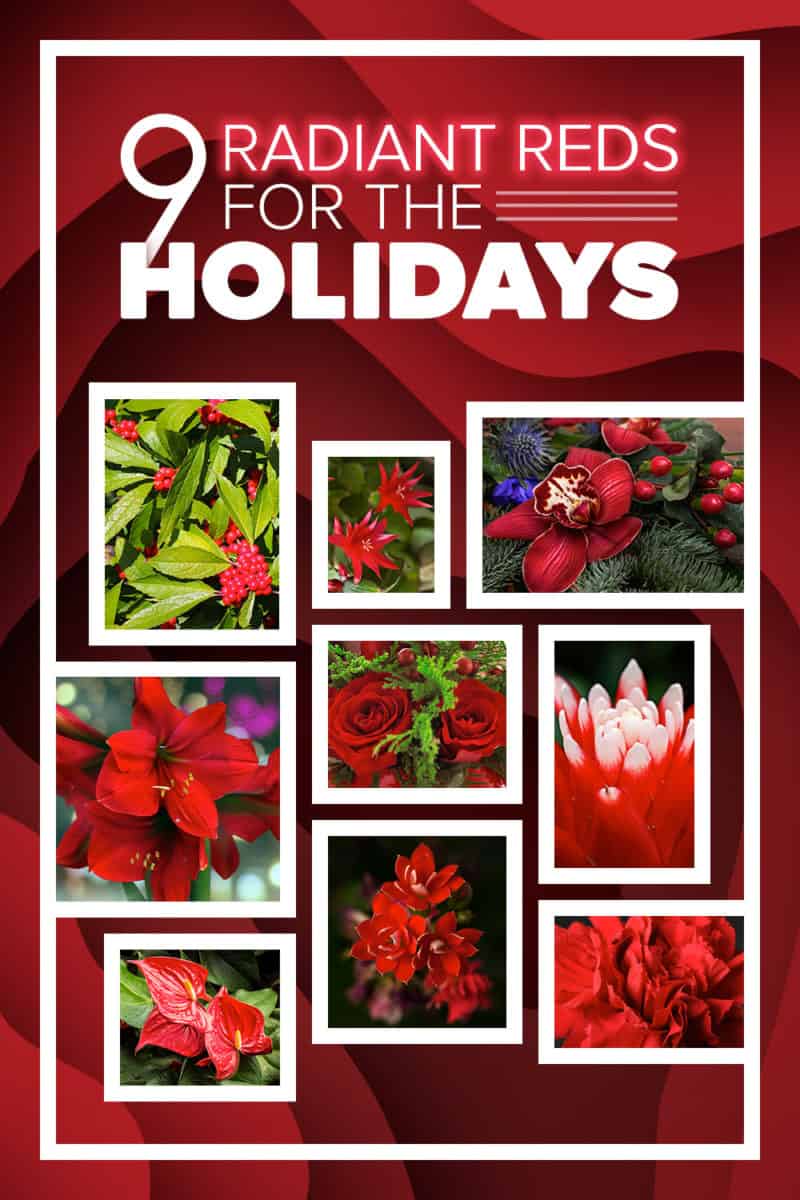 Warm Your Heart and Home This Winter with Vibrant Red Flowers ...